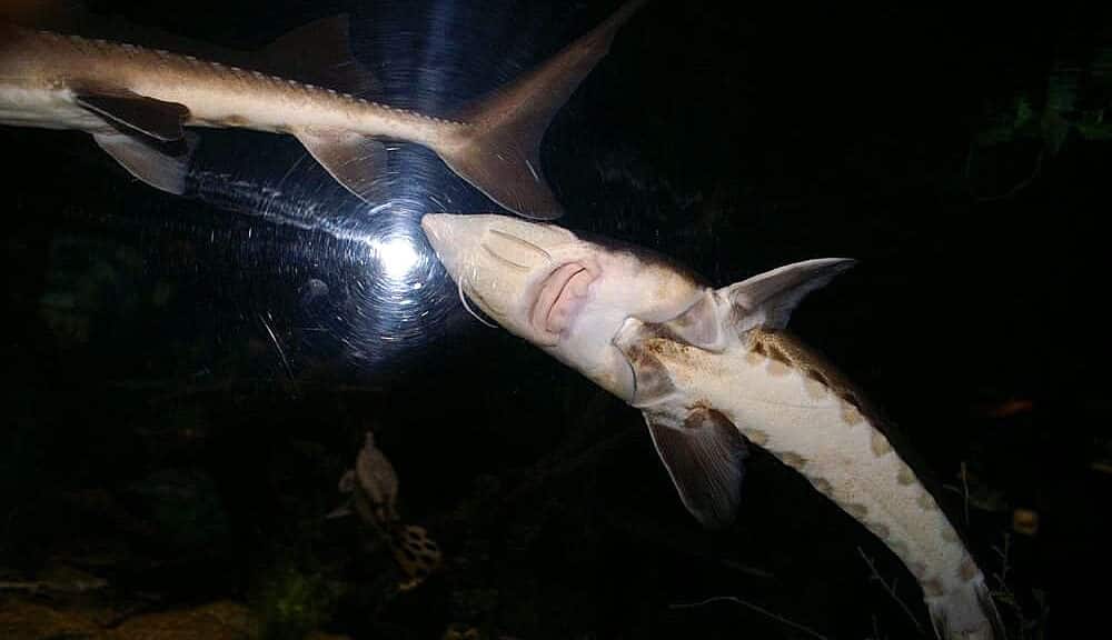 Jezerske jesetre imaju gene parazita koji u ljudskoj inačici uzrokuju ...