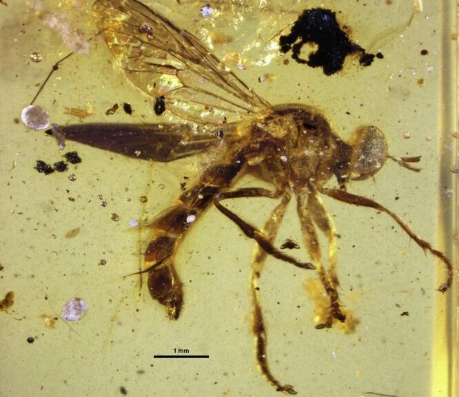 Drevna „ubojita muha“ pronađena u smoli - Znanost