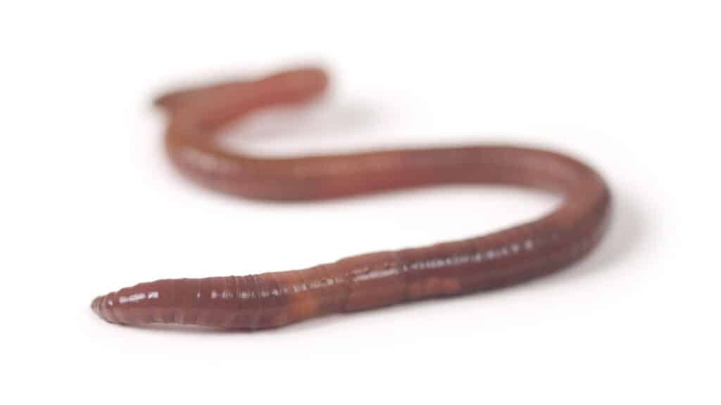 Crvi ne postoje! - Znanost