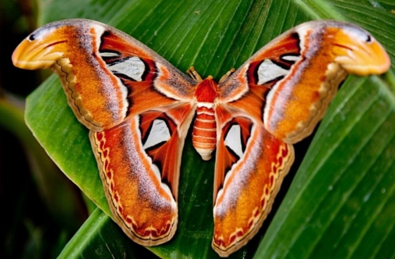 9 najvećih kukaca na svijetu - Znanost