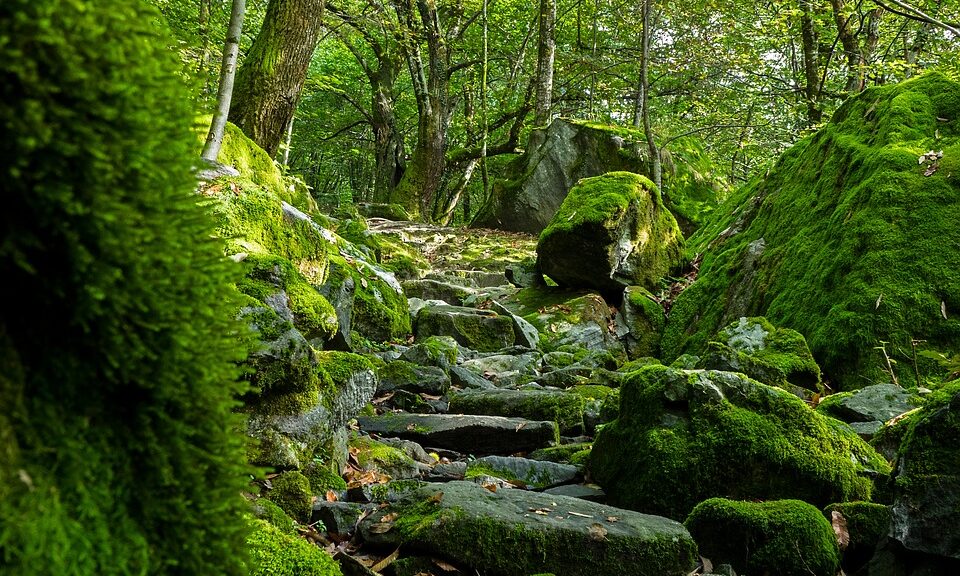 Mahovina kao alternativa kanabisu?! - Znanost