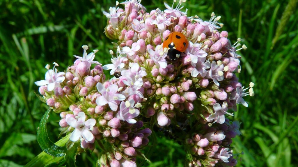 Valerijana - Znanost