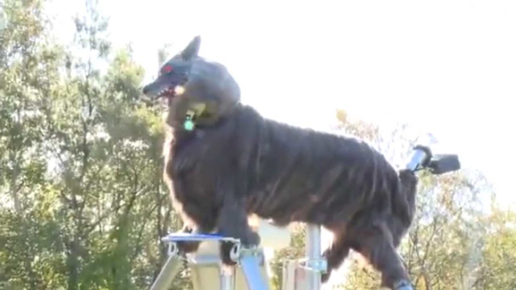 Jedan grad u Japanu koristi "robota-vuka" kao strašilo za medvjede ...